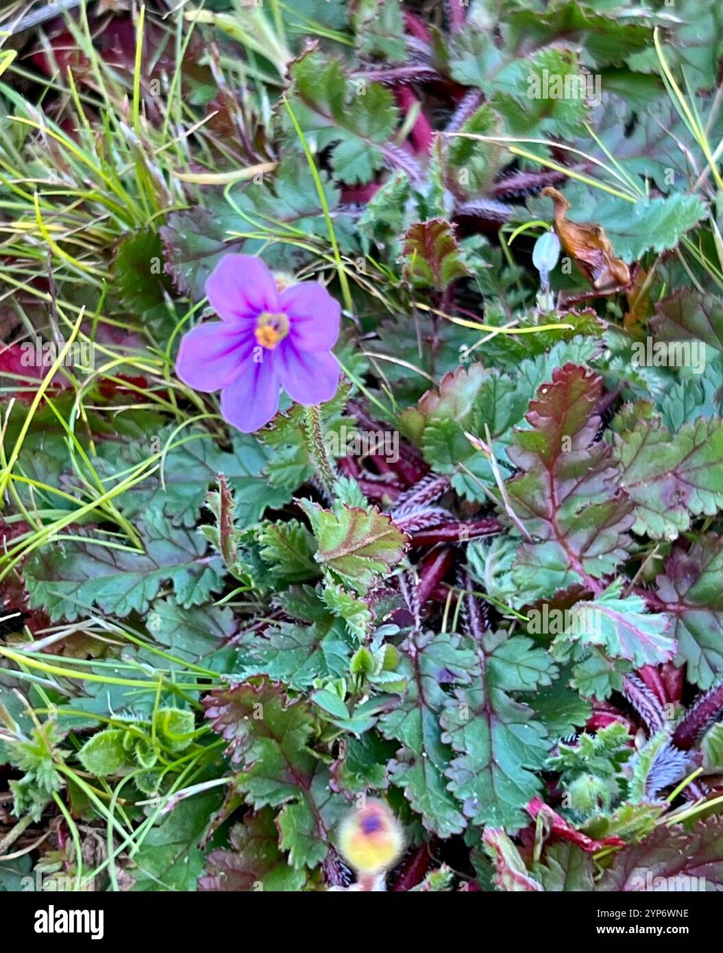 Mediterranean Stork's-bill (Erodium botrys Stock Photo - Alamy