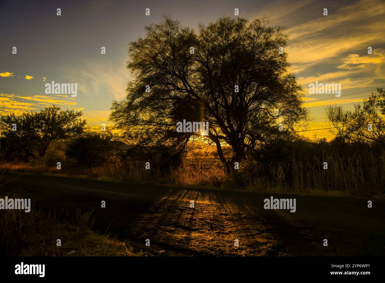 Mesquite tree leguminous plants of the genus Prosopis at dusk in arid ...
