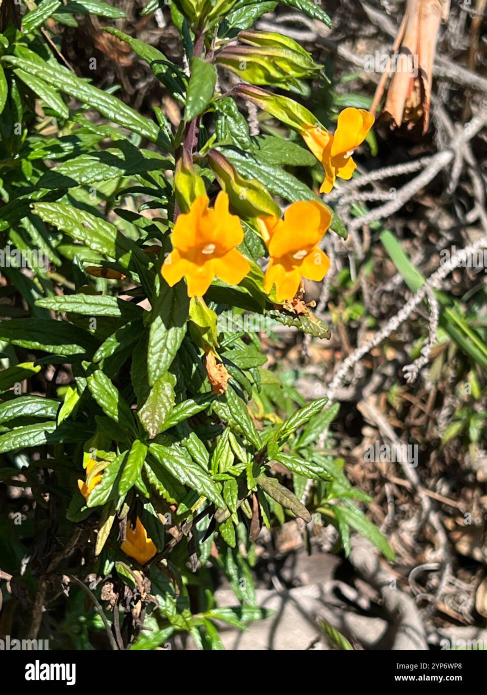 orange bush monkeyflower (Diplacus aurantiacus Stock Photo - Alamy