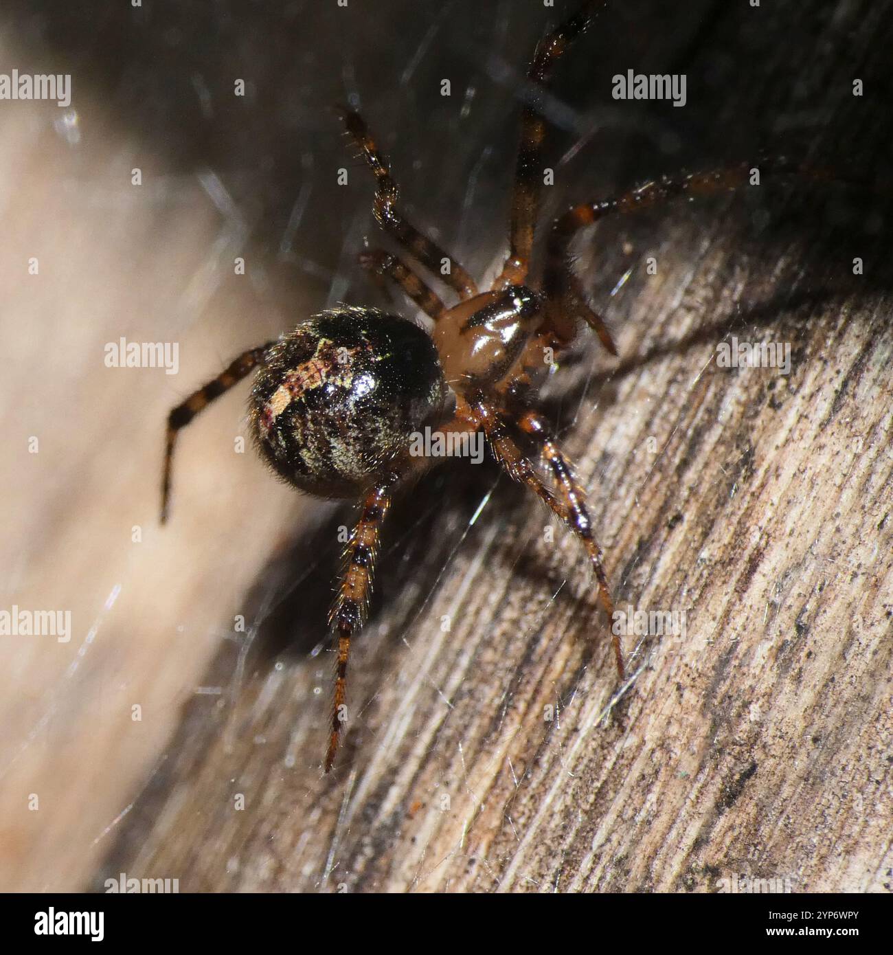 Typical Cobweb Spiders (Theridion Stock Photo - Alamy