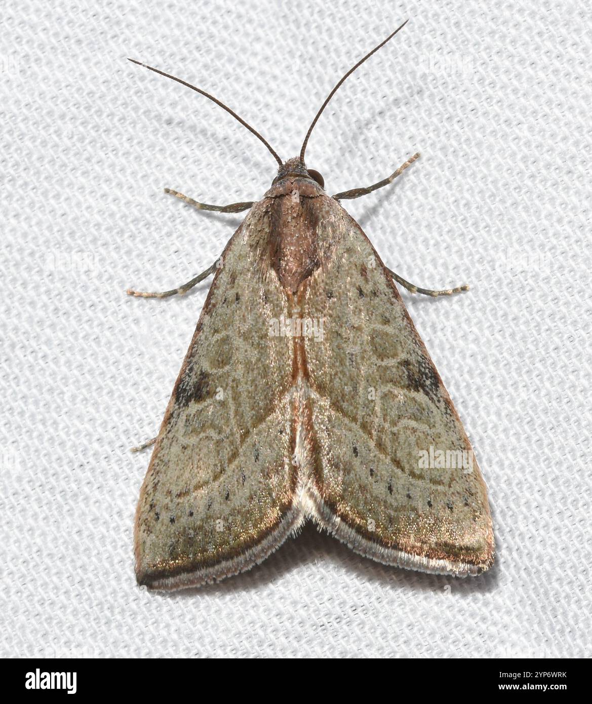 Wedgling Moth (Galgula partita Stock Photo - Alamy