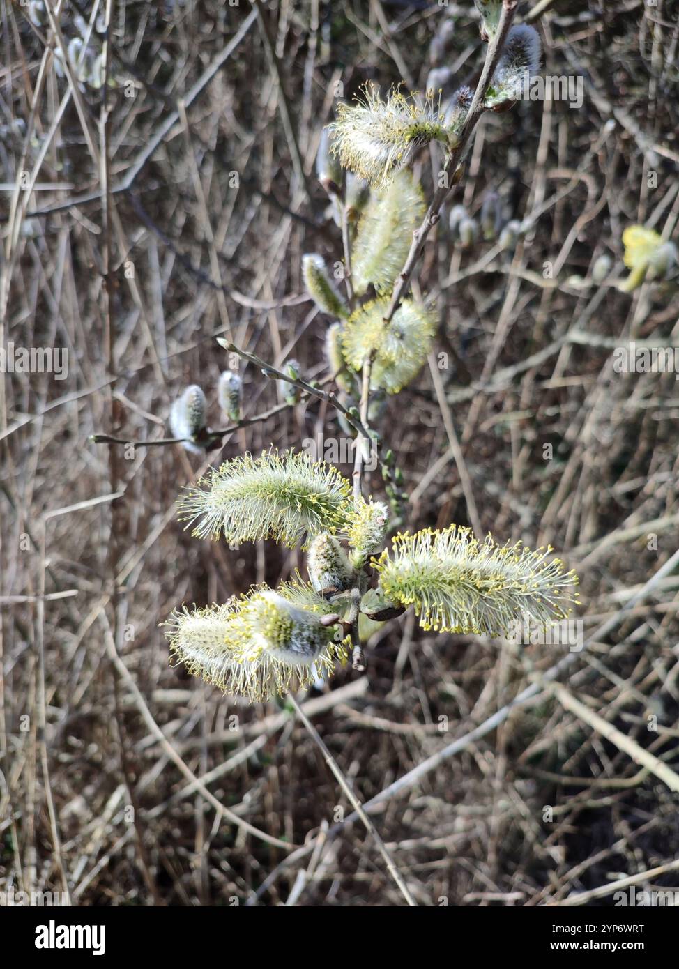 Rusty Willow (Salix atrocinerea Stock Photo - Alamy