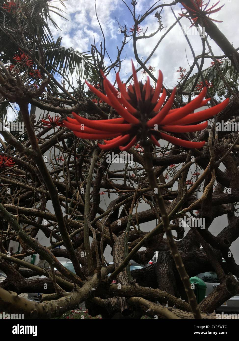 Coral trees (Erythrina Stock Photo - Alamy