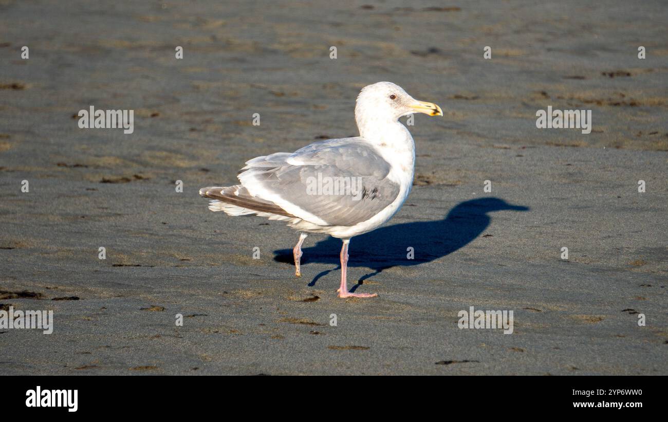 Olympic Gull (Larus glaucescens × occidentalis Stock Photo - Alamy