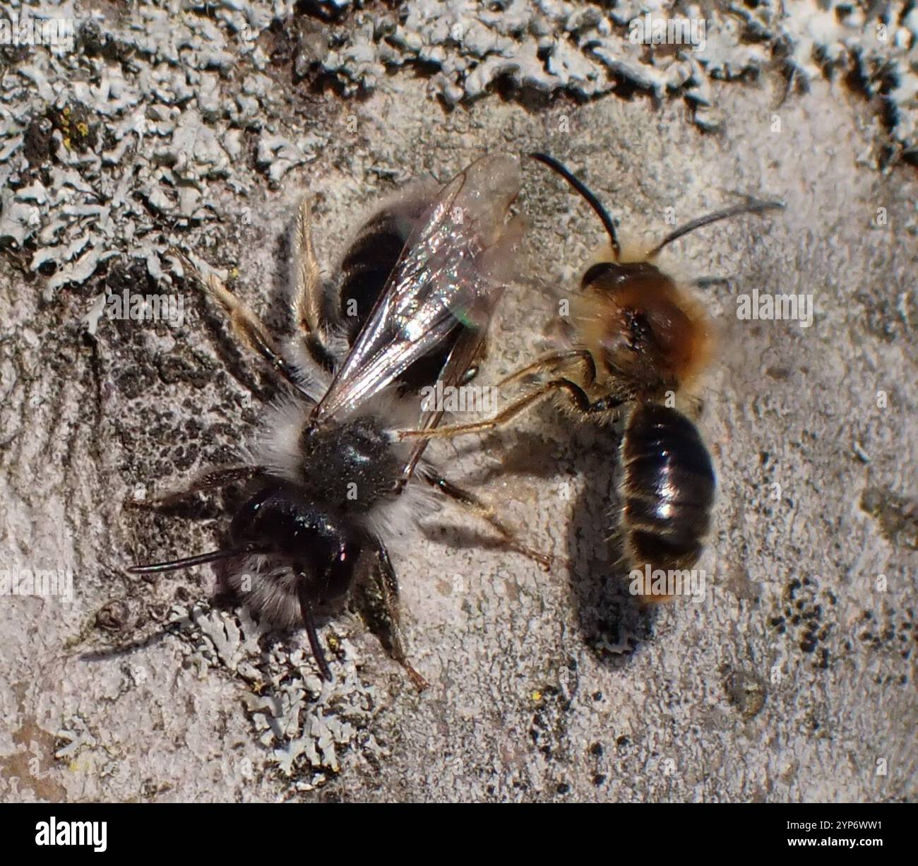 Grey-backed Mining Bee (Andrena vaga Stock Photo - Alamy
