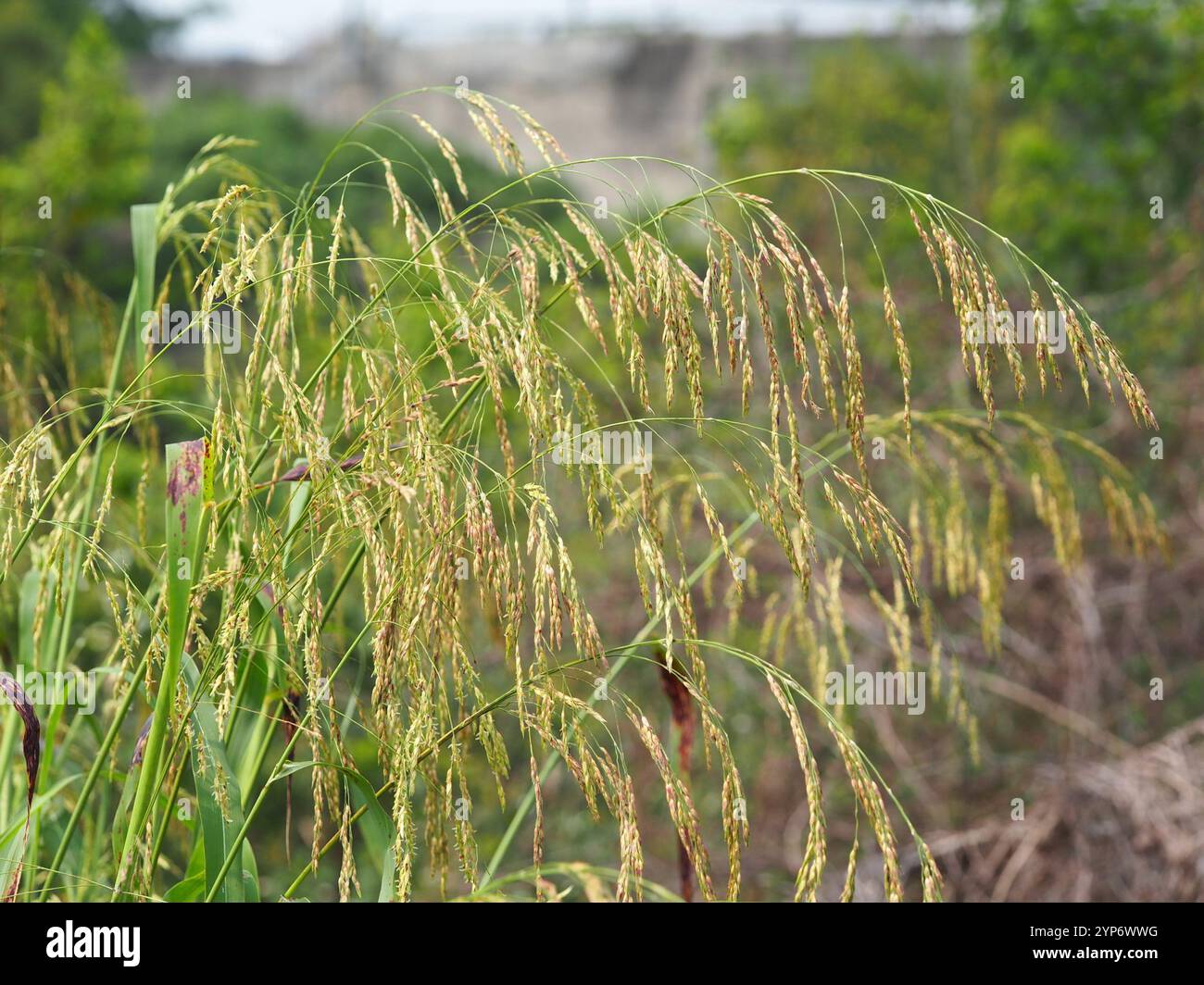 Wild Sorghum (Sorghum bicolor verticilliflorum Stock Photo - Alamy
