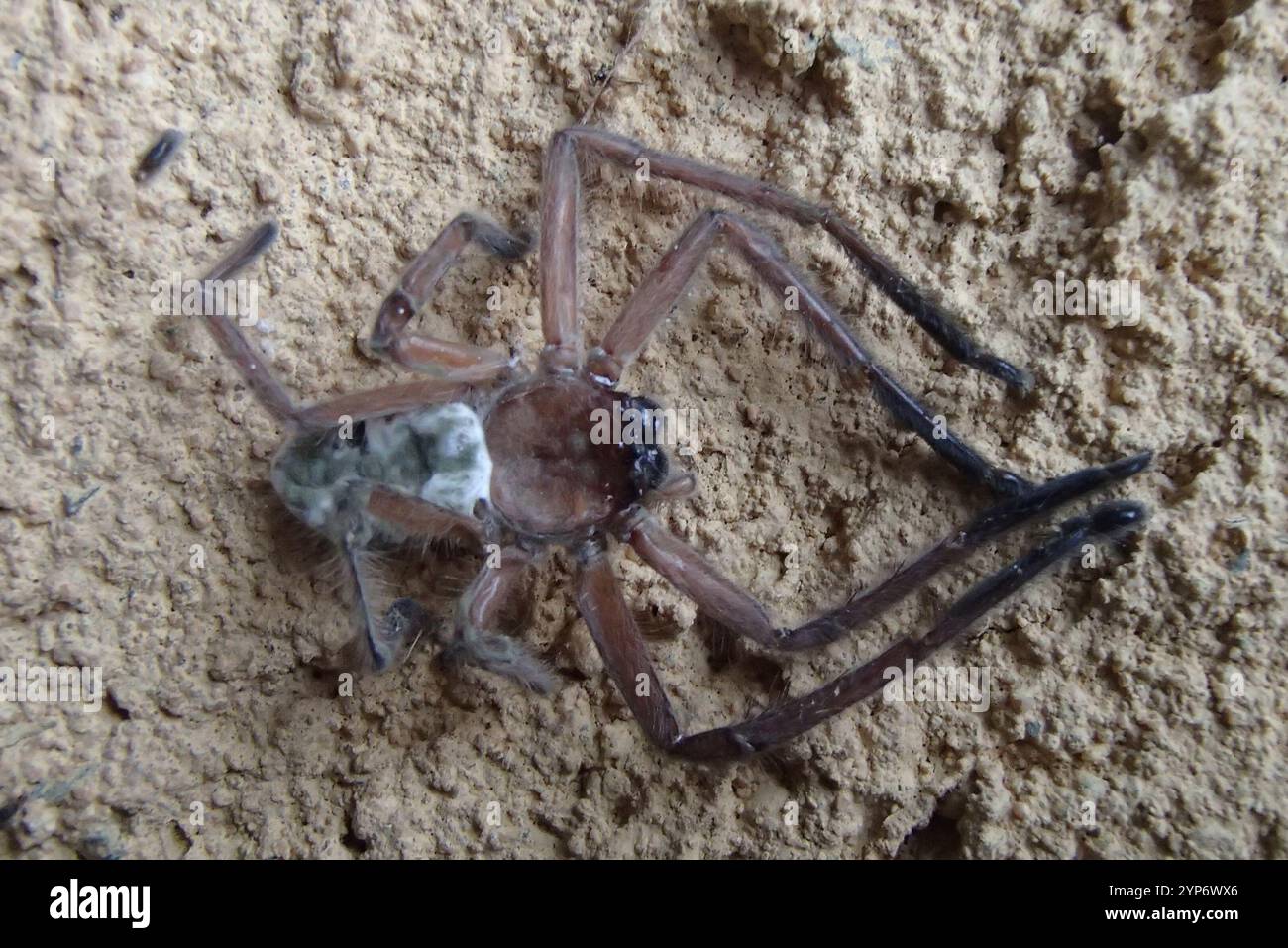 Social Huntsman Spider (Delena cancerides Stock Photo - Alamy