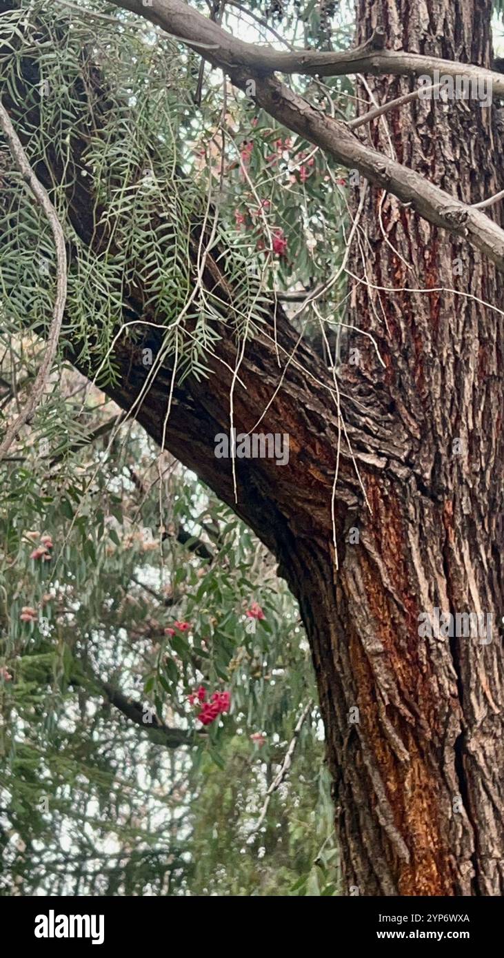 Peruvian Pepper Tree (Schinus molle Stock Photo - Alamy