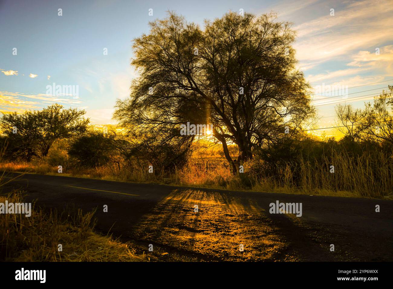 Mesquite tree leguminous plants of the genus Prosopis at dusk in arid ...