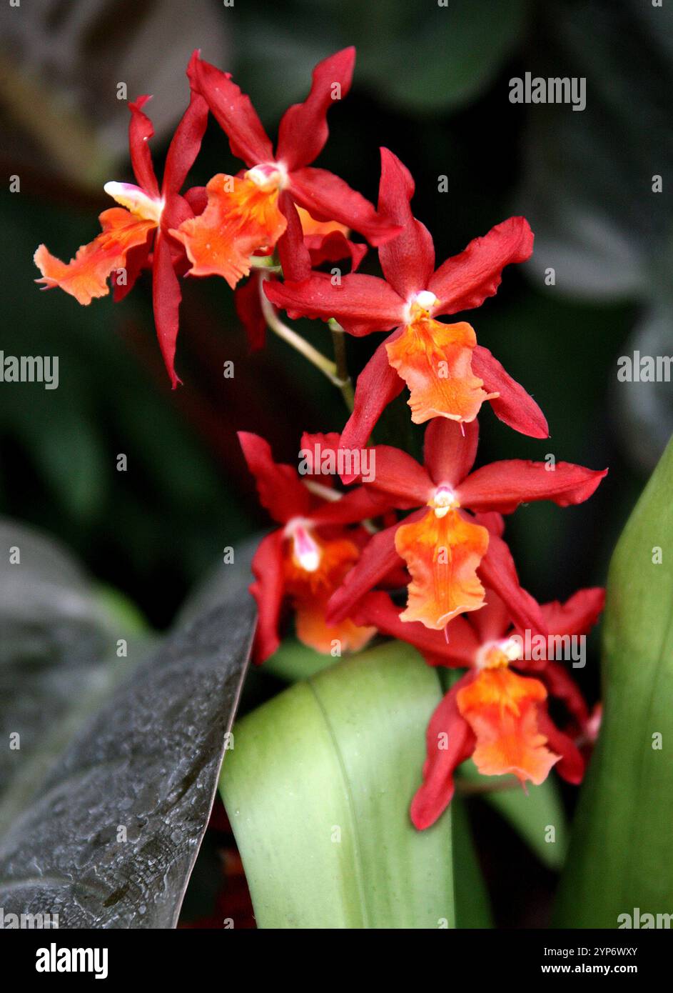 Dancing-lady Orchid or Golden Shower Orchid, Red Orchid, Odontoglossum Chayenne, (Syn. Oncidium ...