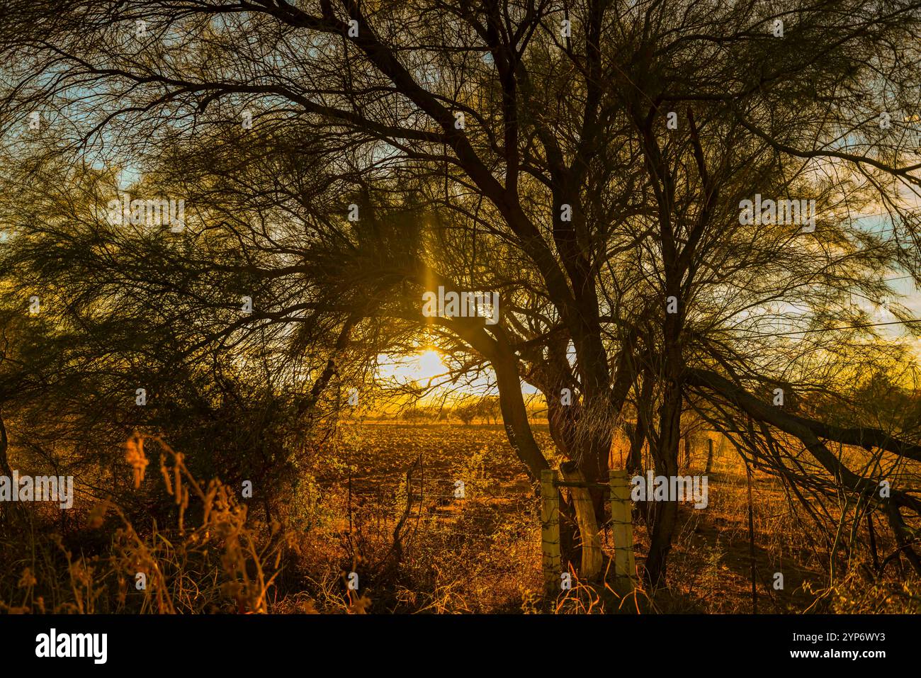 Mesquite tree leguminous plants of the genus Prosopis at dusk in arid ...