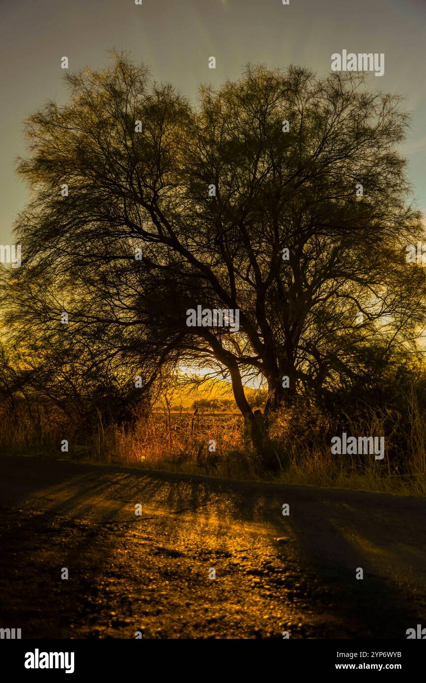 Mesquite tree leguminous plants of the genus Prosopis at dusk in arid ...