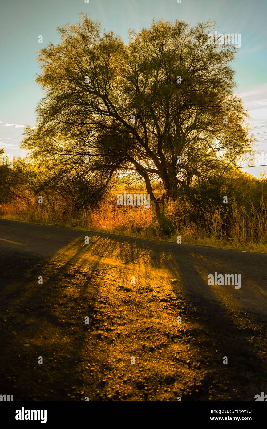 Mesquite tree leguminous plants of the genus Prosopis at dusk in arid ...