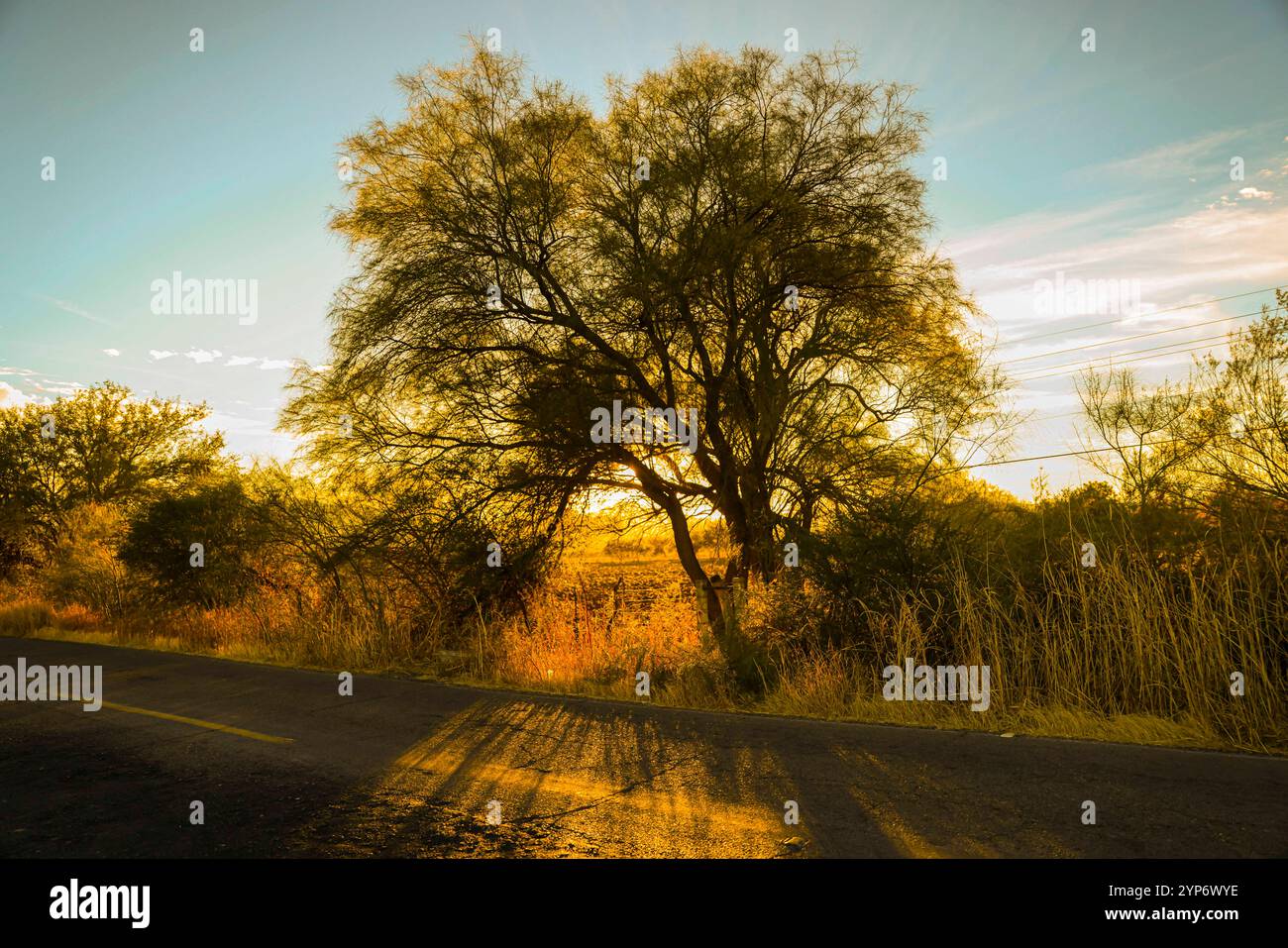 Mesquite tree leguminous plants of the genus Prosopis at dusk in arid ...