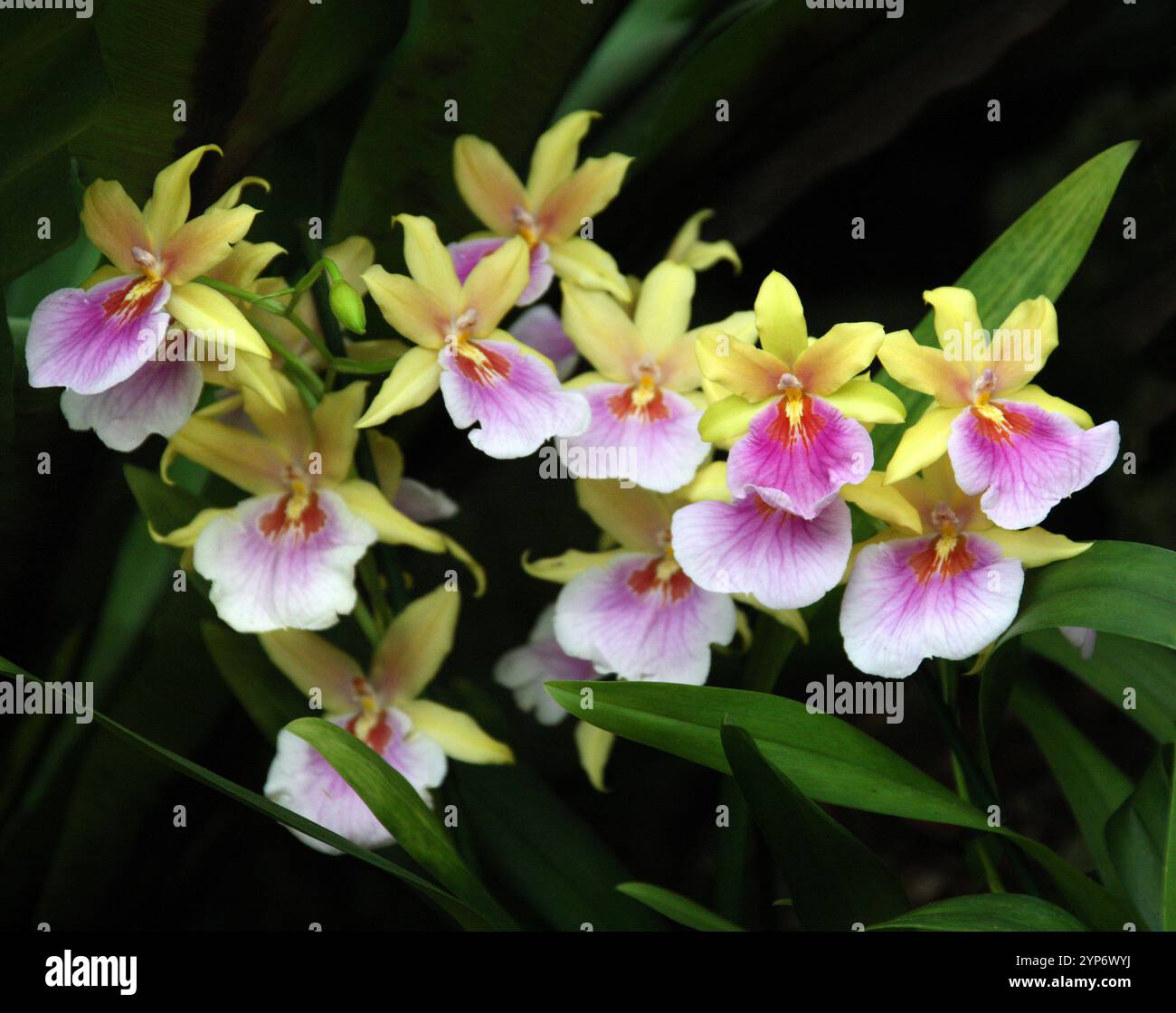 Pansy Orchid or Miltonia Sunset Orchid, Miltoniopsis phalaenopsis ...