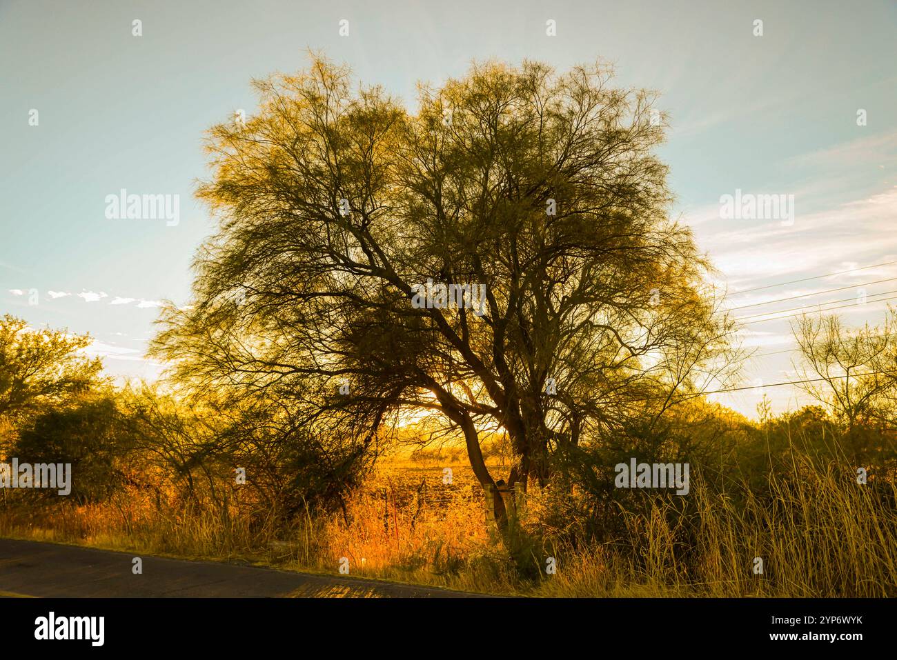 Plantas áridas hi-res stock photography and images - Alamy