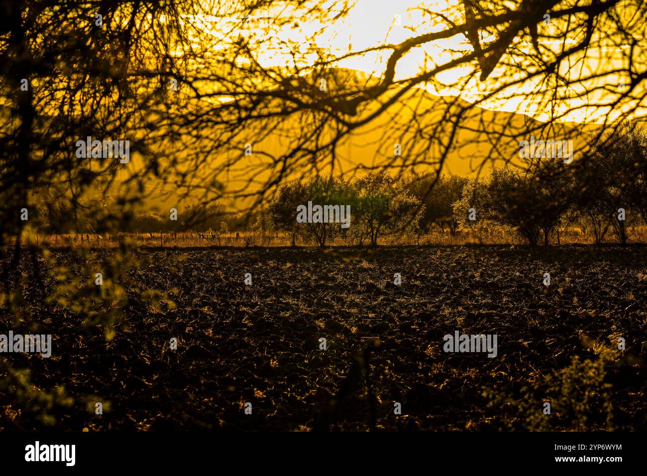 Mesquite tree leguminous plants of the genus Prosopis at dusk in arid ...