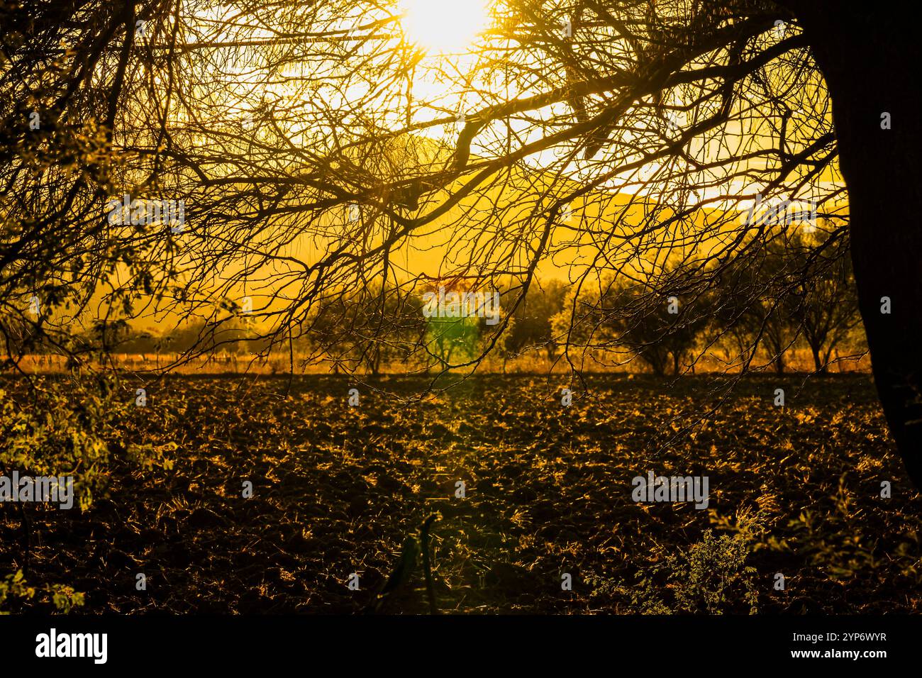 Mesquite tree leguminous plants of the genus Prosopis at dusk in arid ...