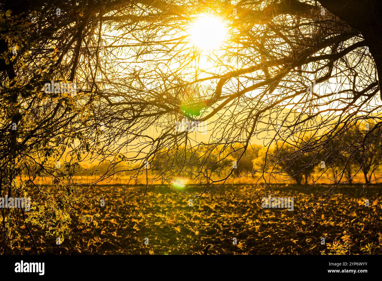Mesquite tree leguminous plants of the genus Prosopis at dusk in arid ...