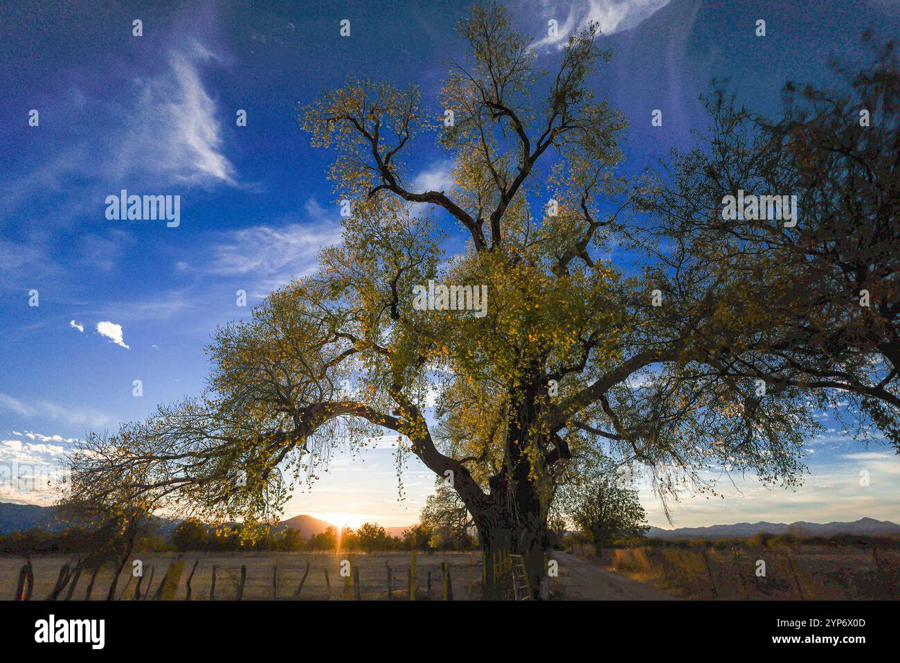 aspen tree or Populus alba, landscape at dusk in the plots in ejido ...