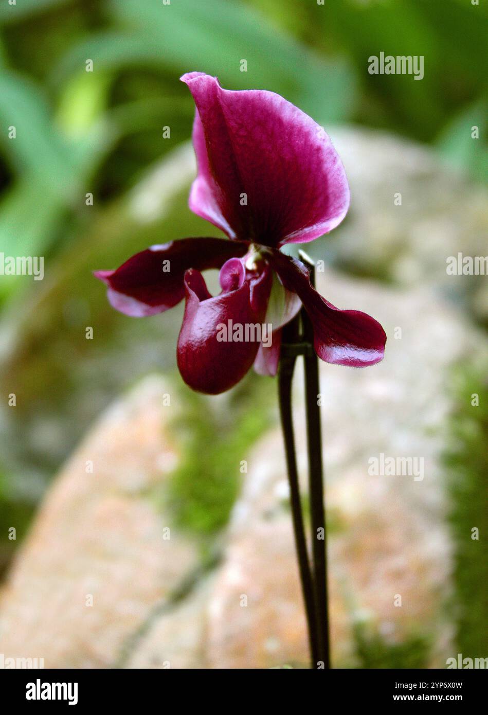 Dark Red Slipper Orchid, Paphiopedilum Red Shift, Orchidaceae. Hybrid ...
