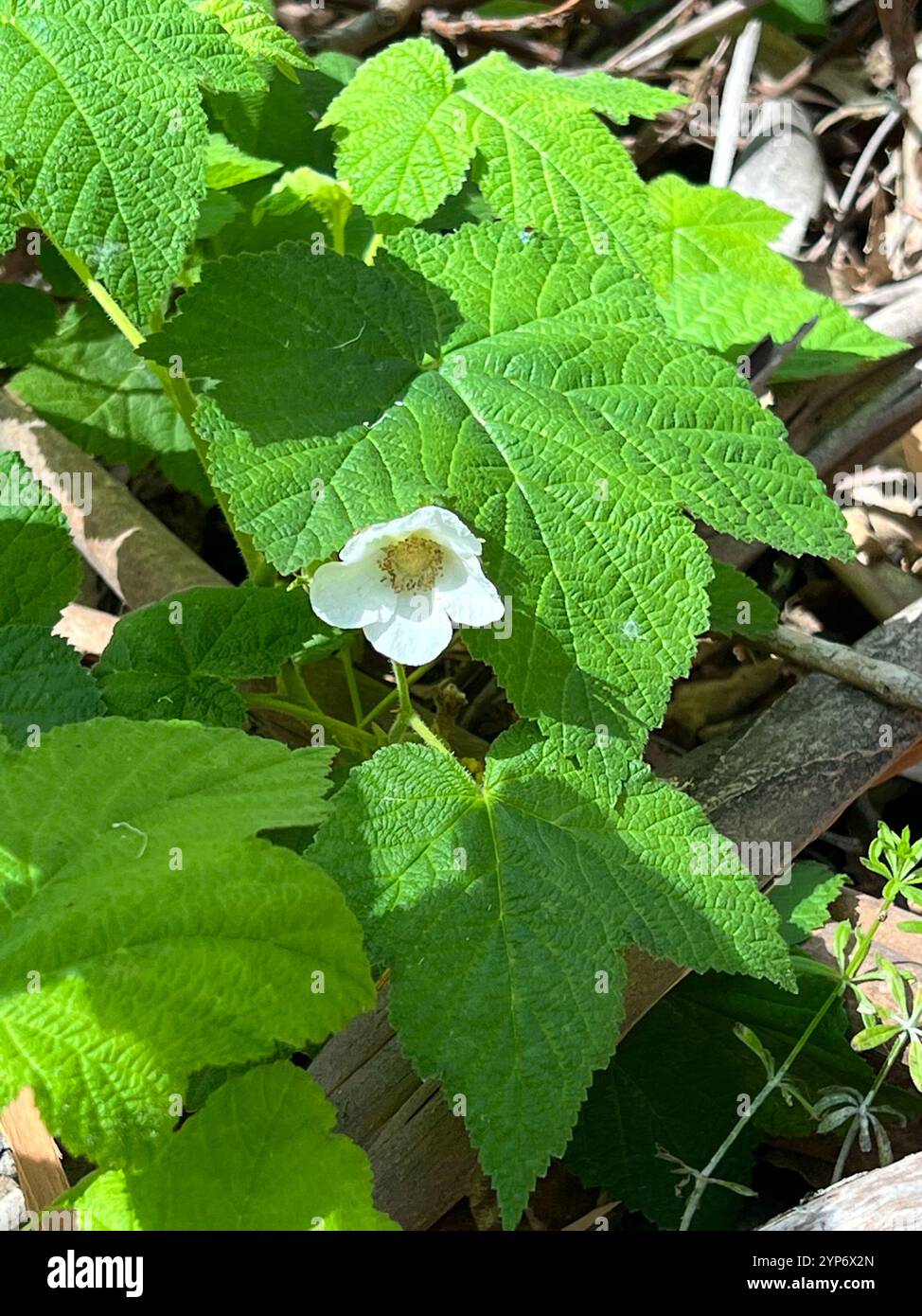 thimbleberry (Rubus parviflorus Stock Photo - Alamy