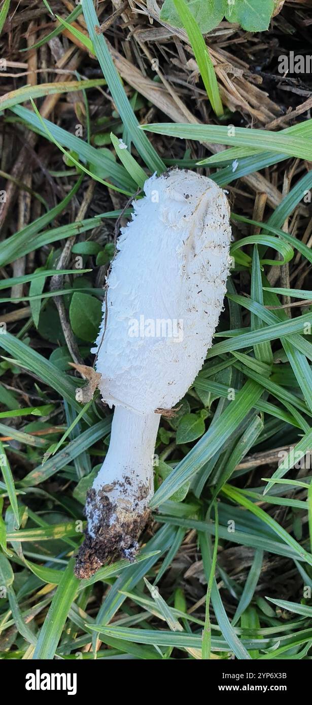 inky caps (Coprinus Stock Photo - Alamy