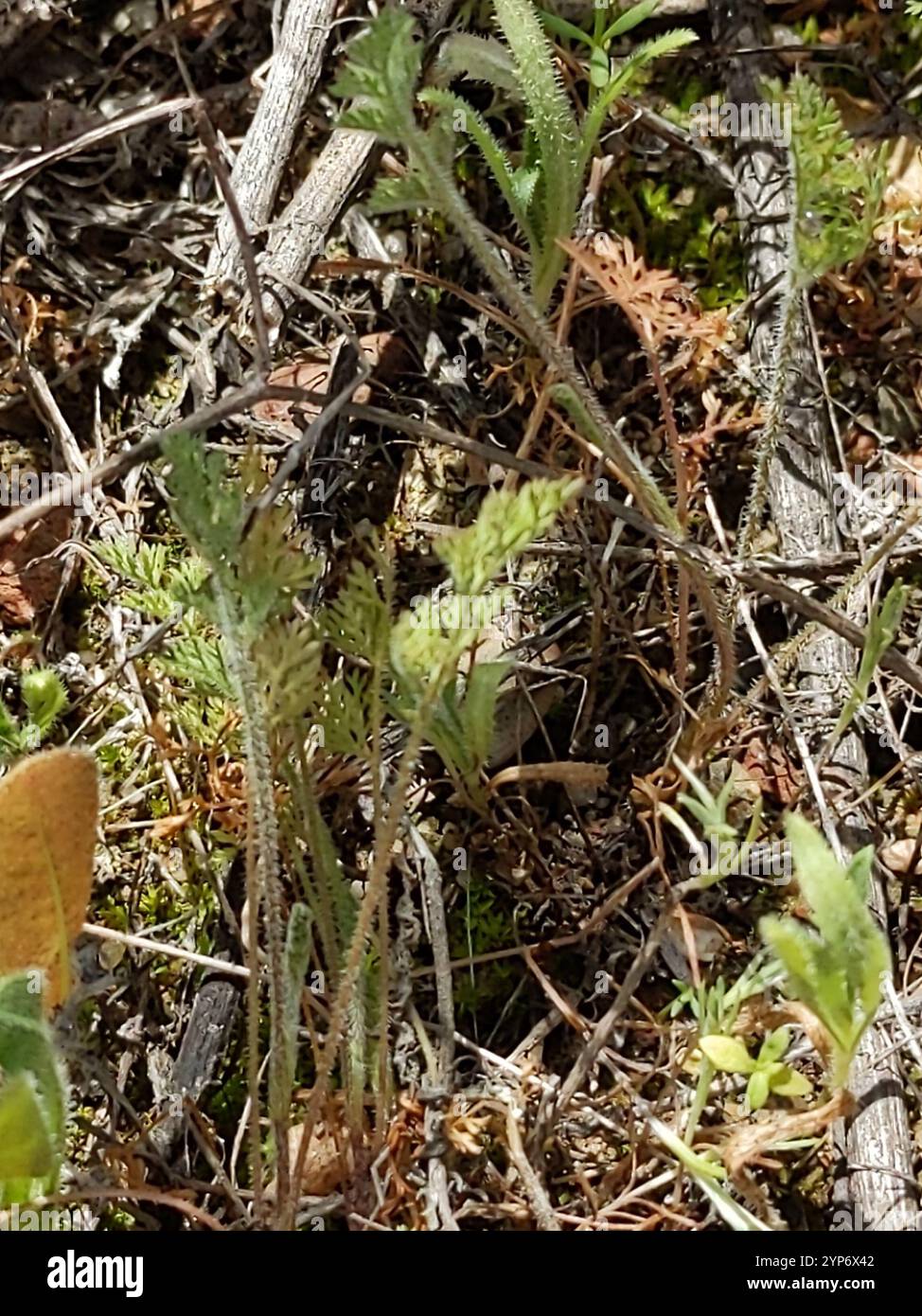 American wild carrot (Daucus pusillus Stock Photo - Alamy
