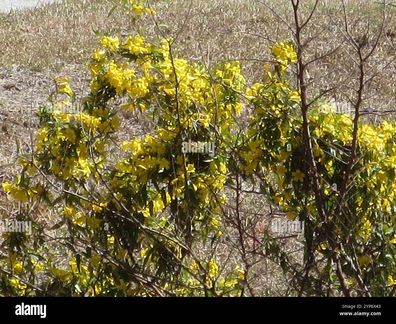 yellow jessamine (Gelsemium sempervirens Stock Photo - Alamy