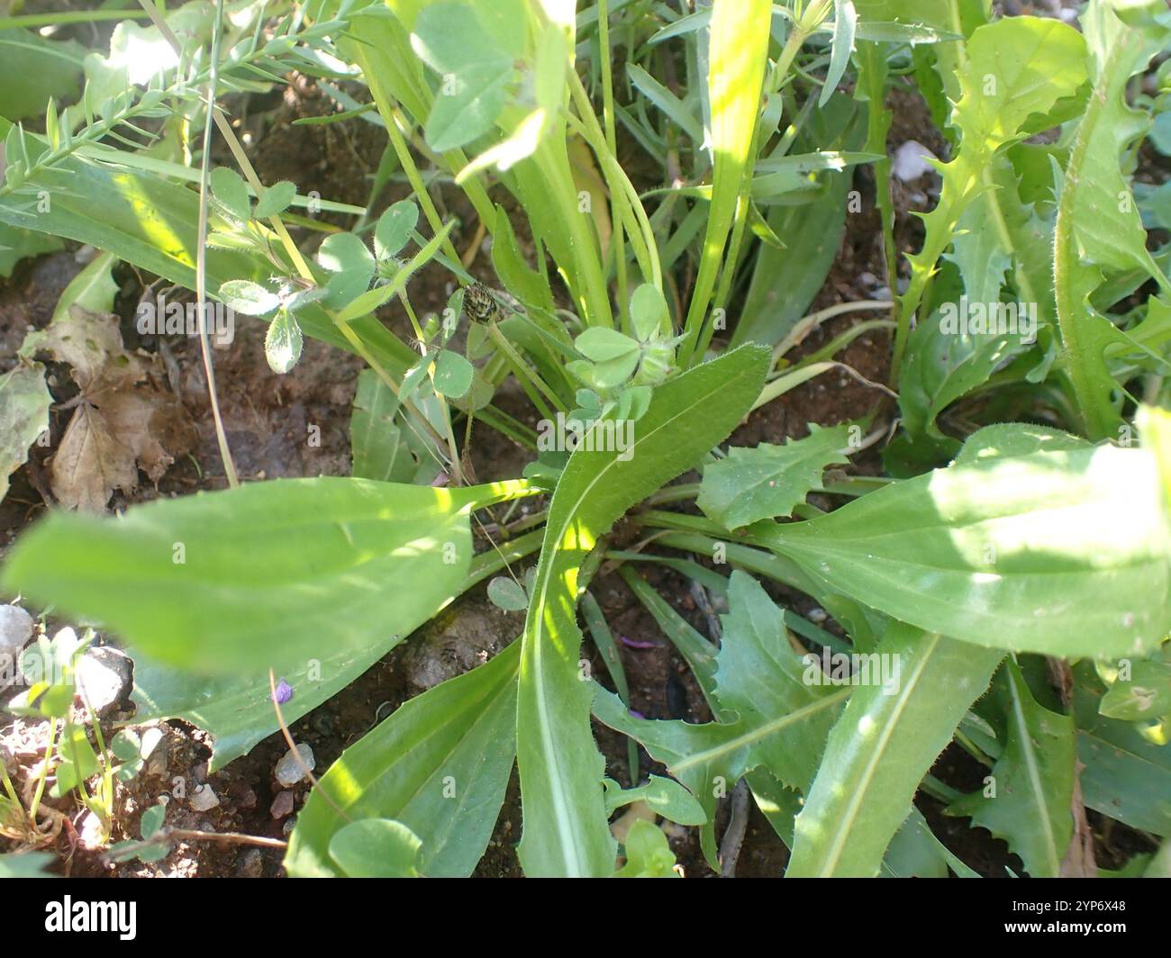 Hare's-foot Plantain (Plantago lagopus Stock Photo - Alamy