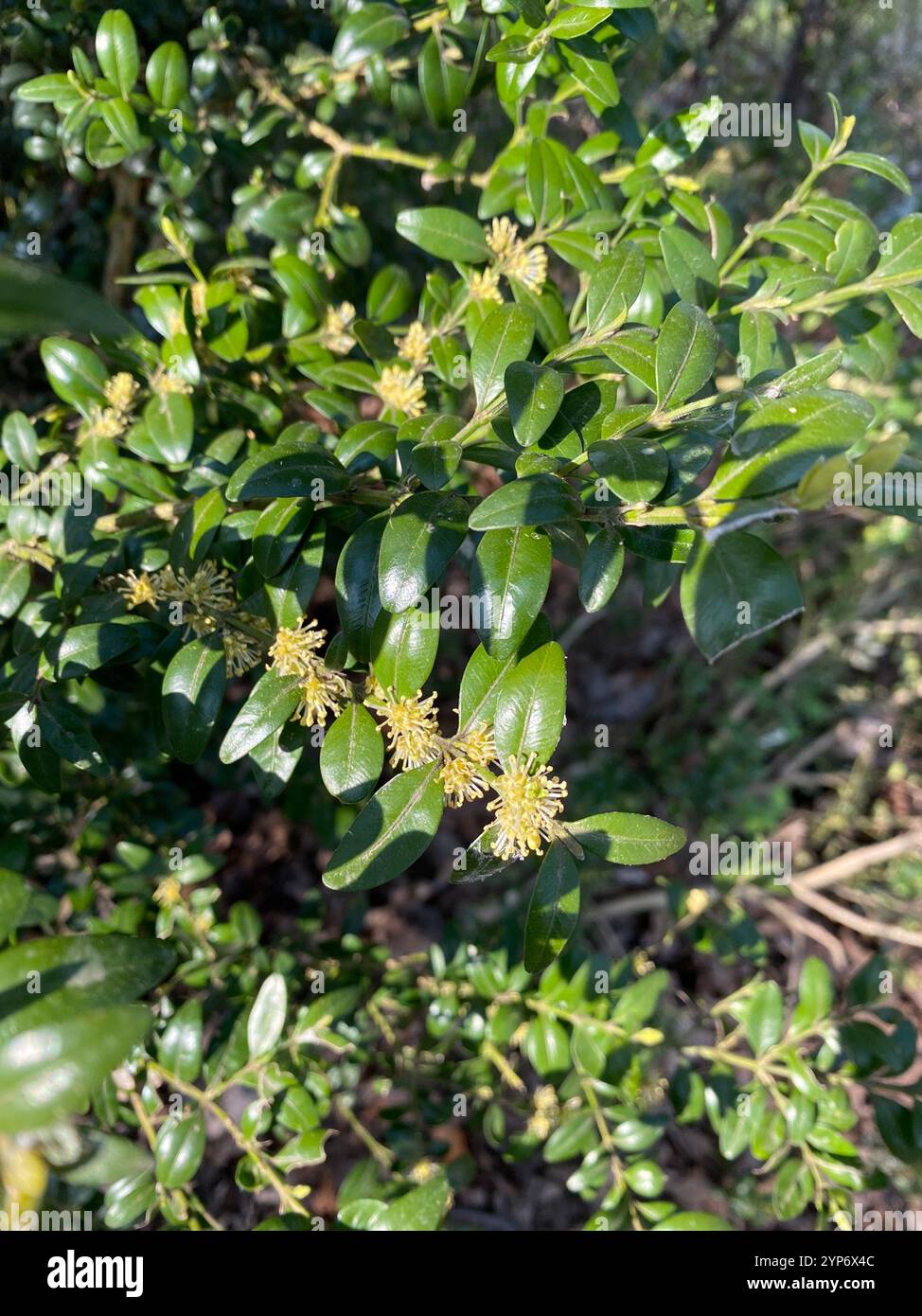 common box (Buxus sempervirens Stock Photo - Alamy