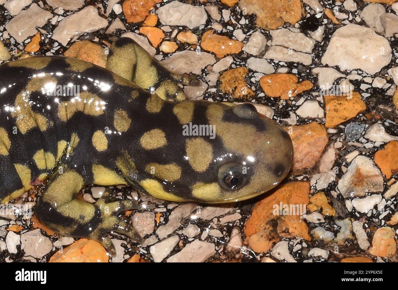 Eastern Tiger Salamander (Ambystoma tigrinum Stock Photo - Alamy