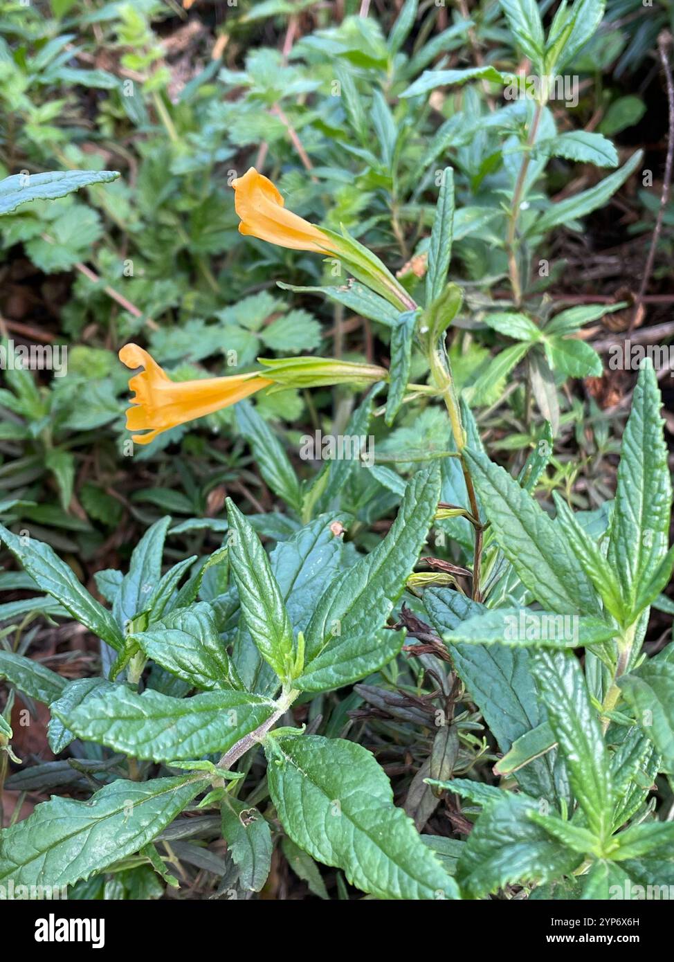 orange bush monkeyflower (Diplacus aurantiacus Stock Photo - Alamy