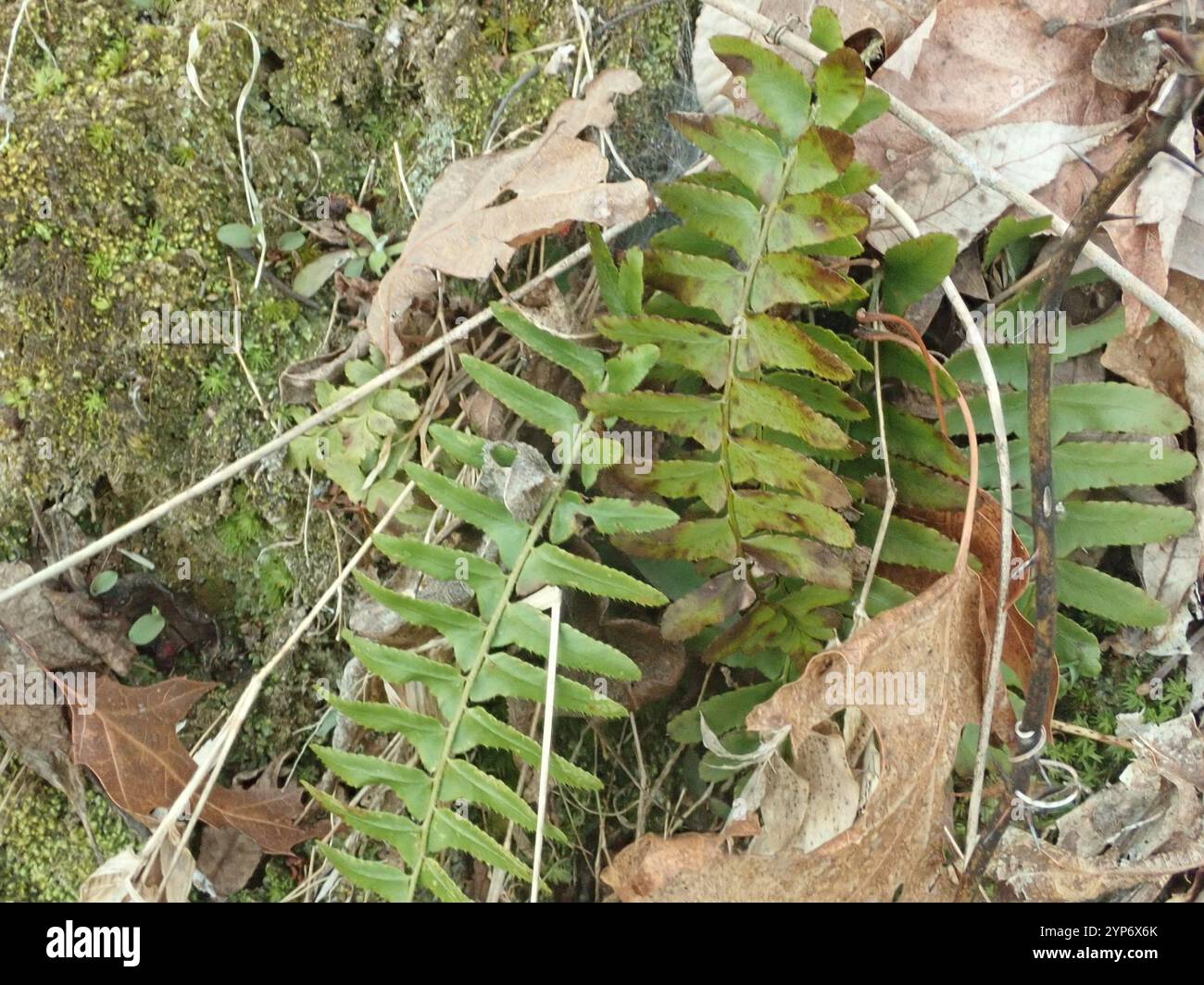 Christmas fern (Polystichum acrostichoides Stock Photo - Alamy