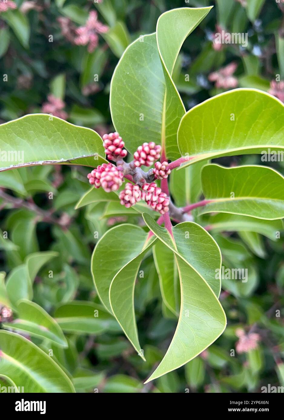 Sugar bush rhus ovata hi-res stock photography and images - Alamy
