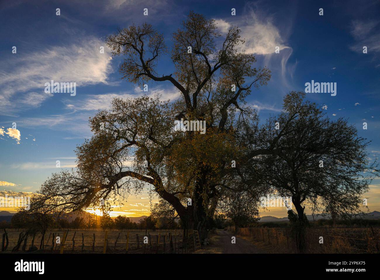 aspen tree or Populus alba, landscape at dusk in the plots in ejido ...