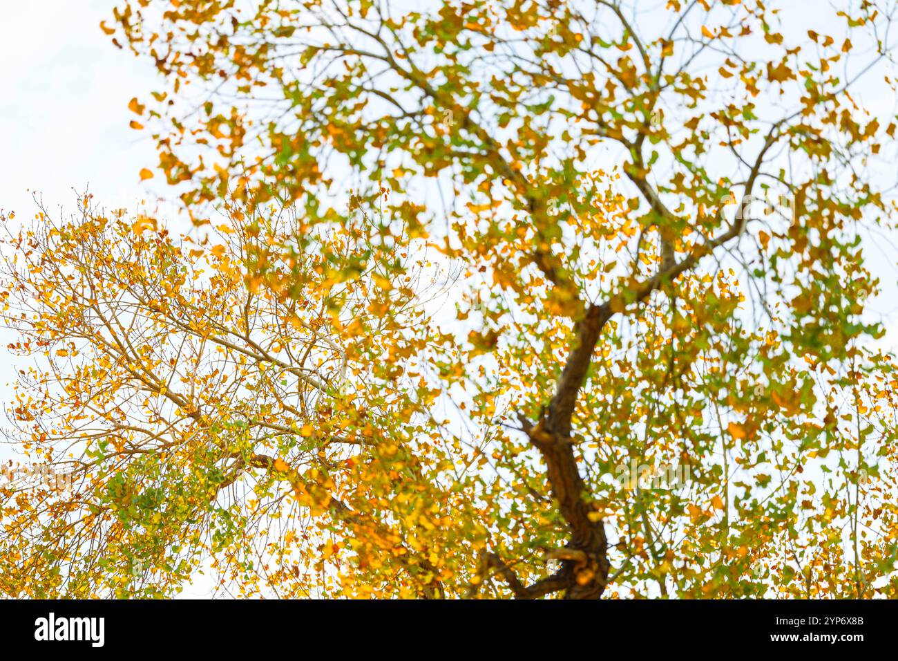 Arbol aspen hi-res stock photography and images - Alamy