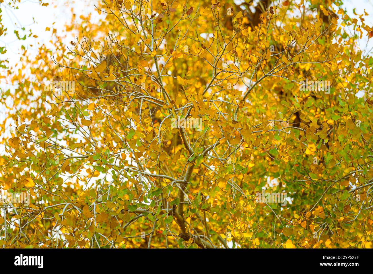 aspen tree or Populus alba, landscape at dusk in ejido among the ...
