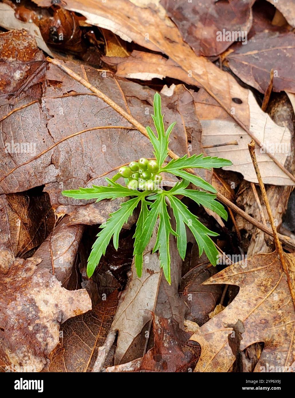 cut-leaved toothwort (Cardamine concatenata Stock Photo - Alamy