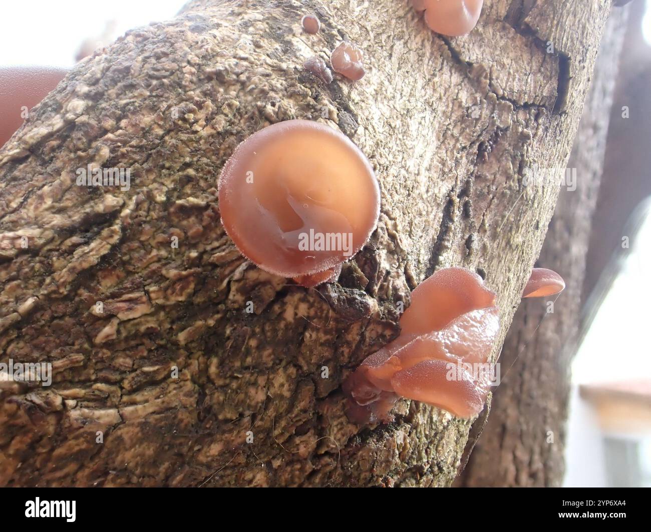 Jelly Ear (Auricularia auricula-judae Stock Photo - Alamy
