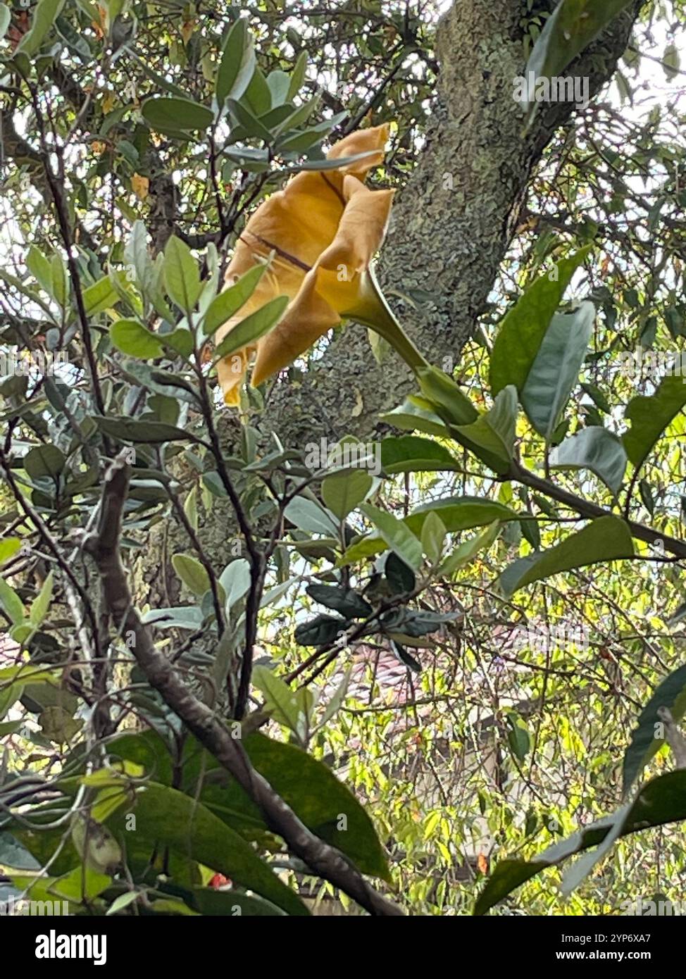 Solandra maxima golden chalice hi-res stock photography and images - Alamy