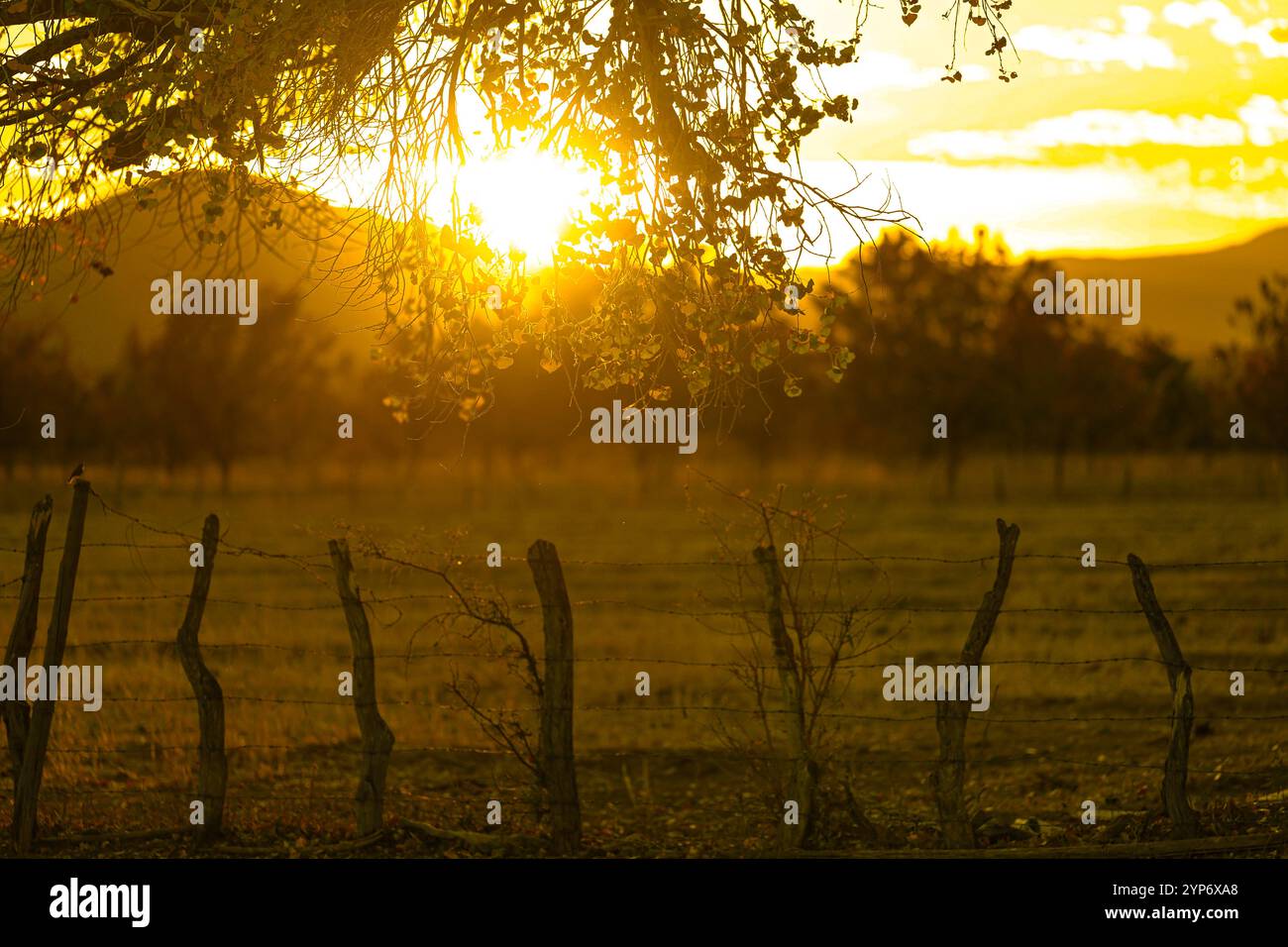 aspen tree or Populus alba, landscape at dusk in ejido among the ...