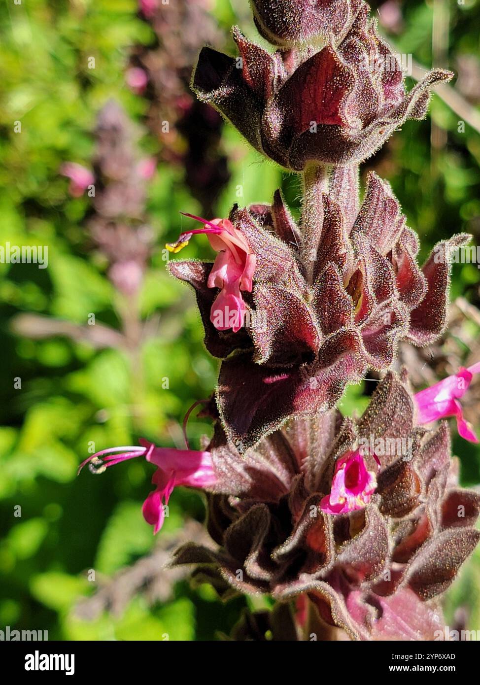 Hummingbird Sage (Salvia spathacea Stock Photo - Alamy