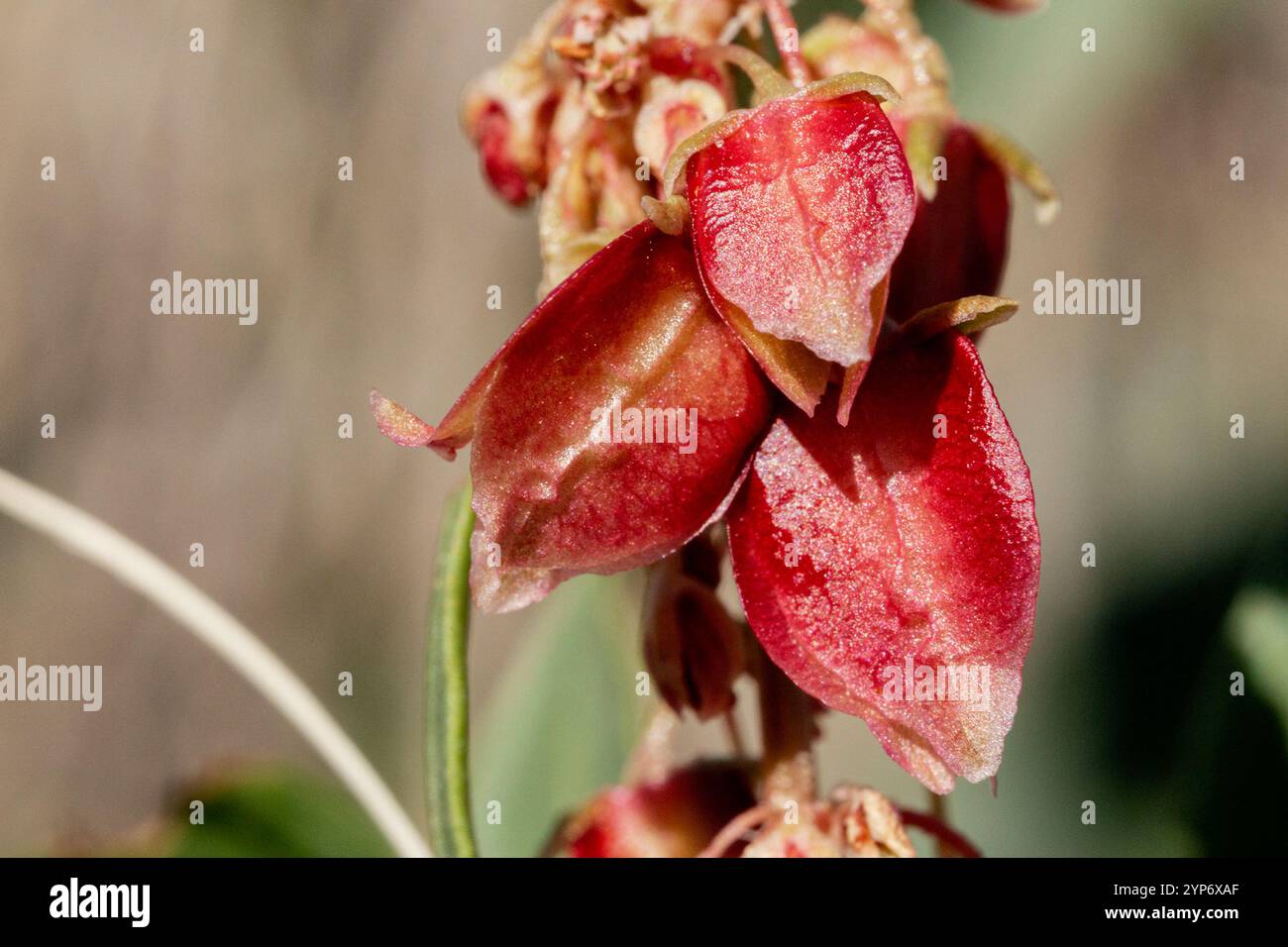 Rumex venosus hi-res stock photography and images - Alamy