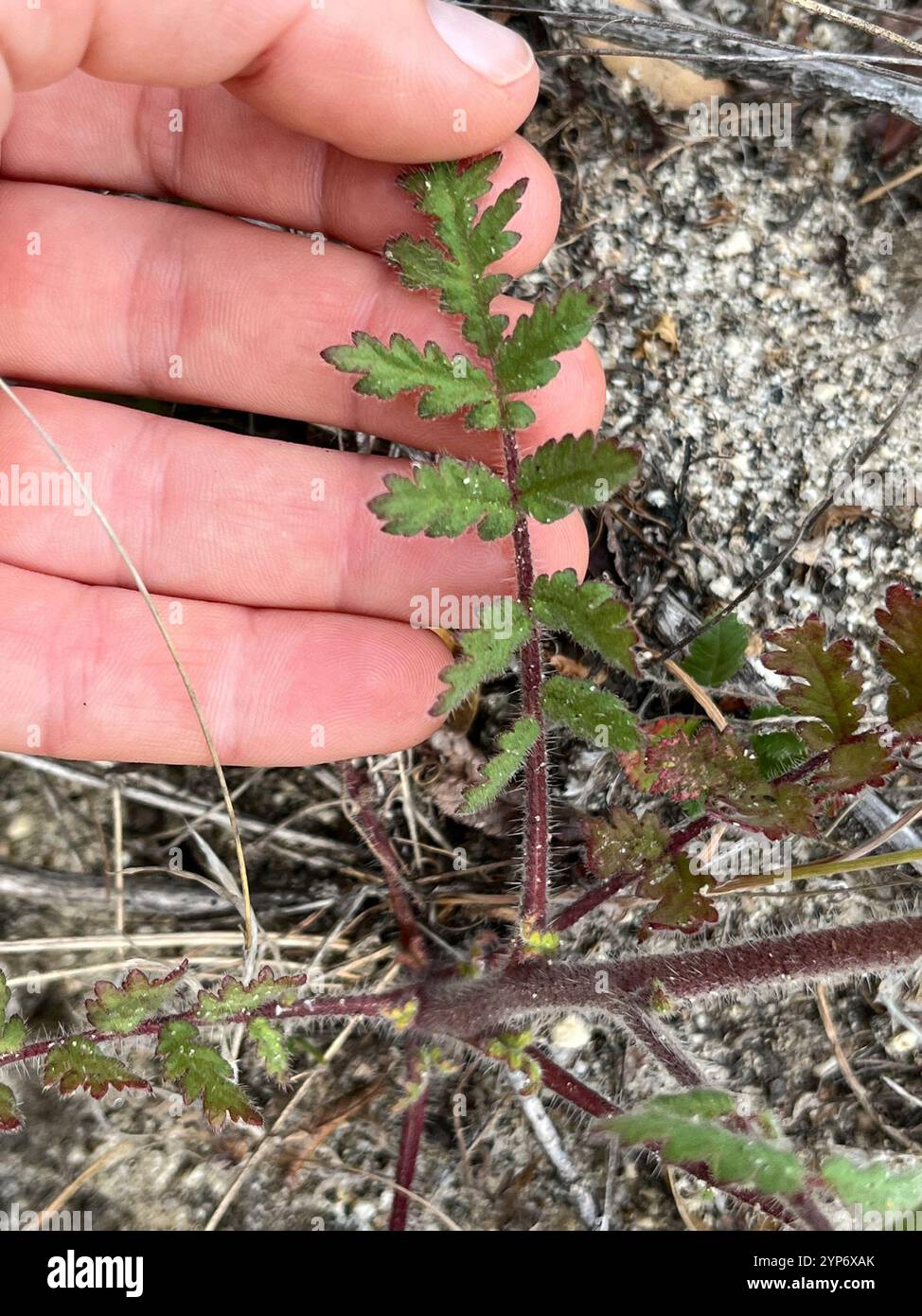 caterpillar scorpionweed (Phacelia cicutaria Stock Photo - Alamy