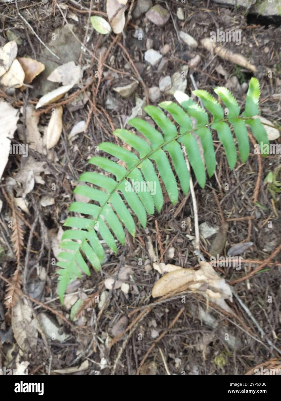 western sword fern (Polystichum munitum Stock Photo - Alamy