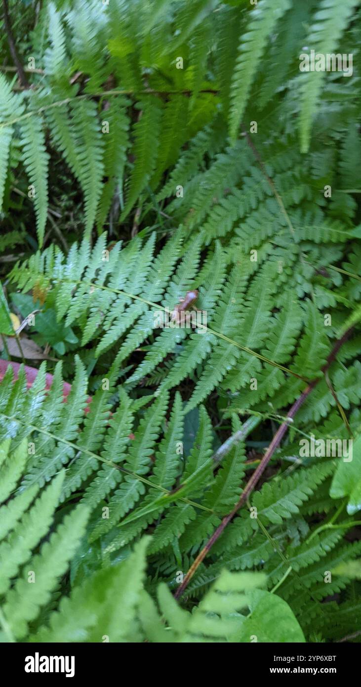 Eastern Dwarf Tree Frog (Litoria fallax Stock Photo - Alamy