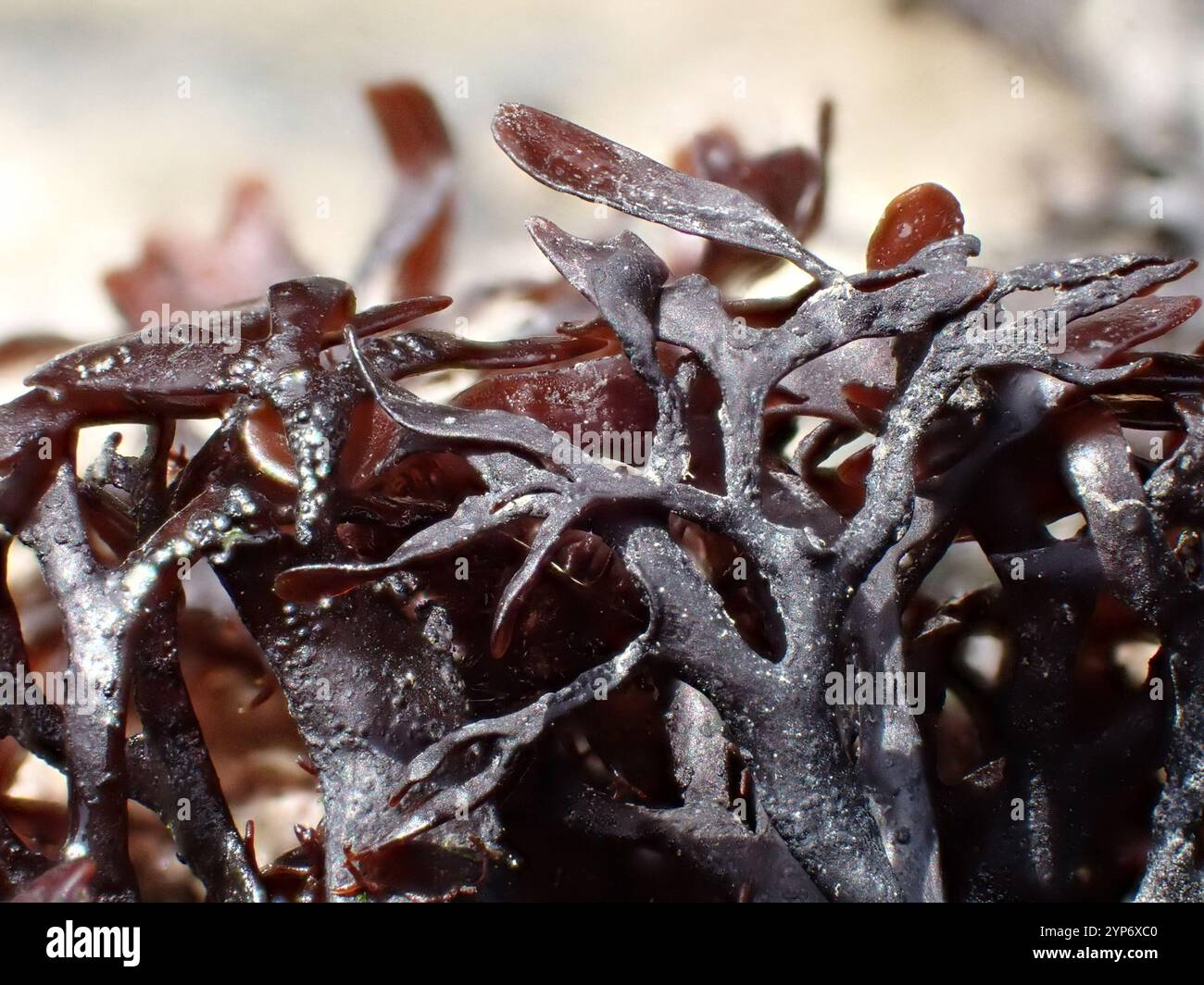 red algae (Rhodophyta Stock Photo - Alamy
