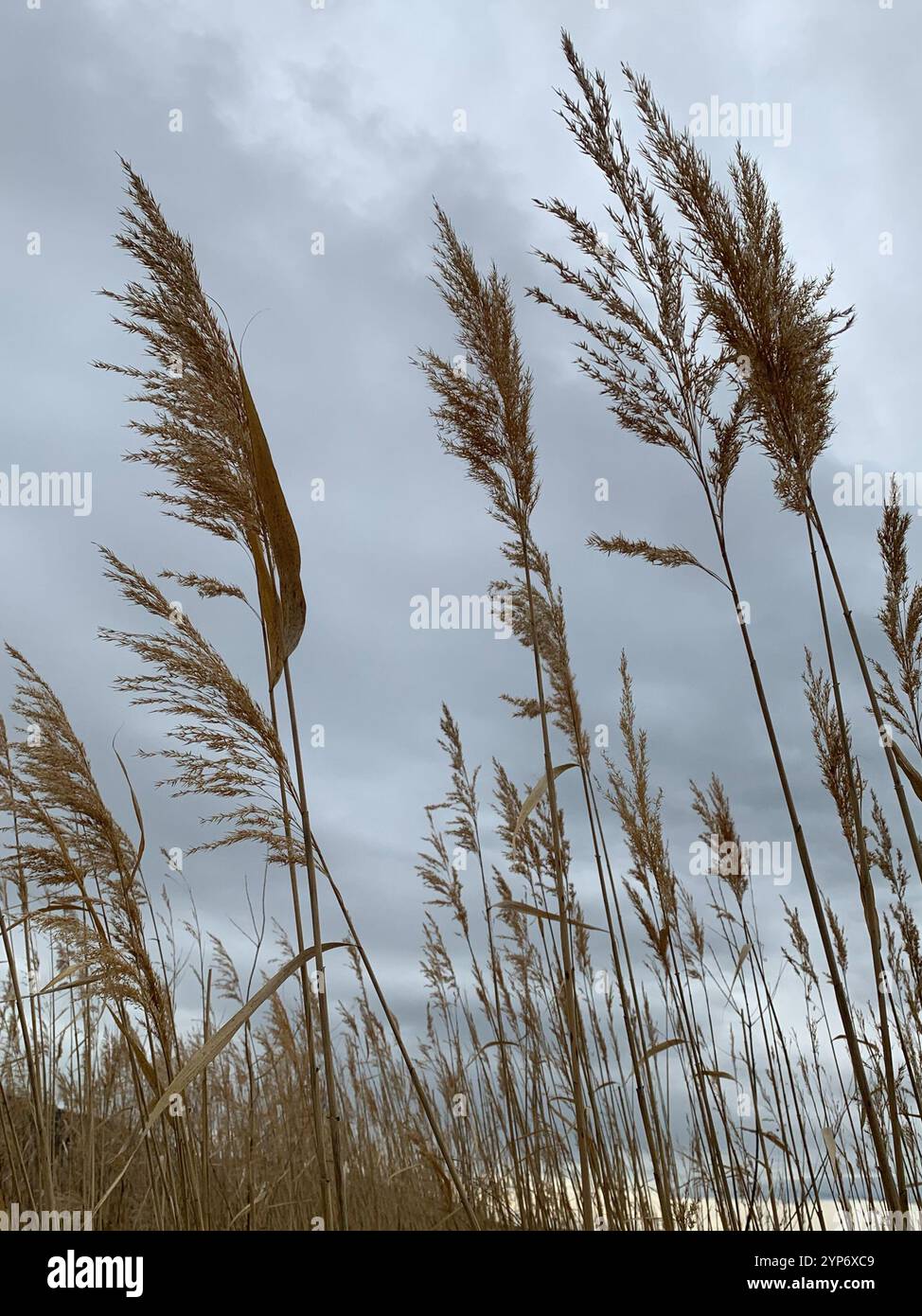 American common reed (Phragmites australis americanus Stock Photo - Alamy