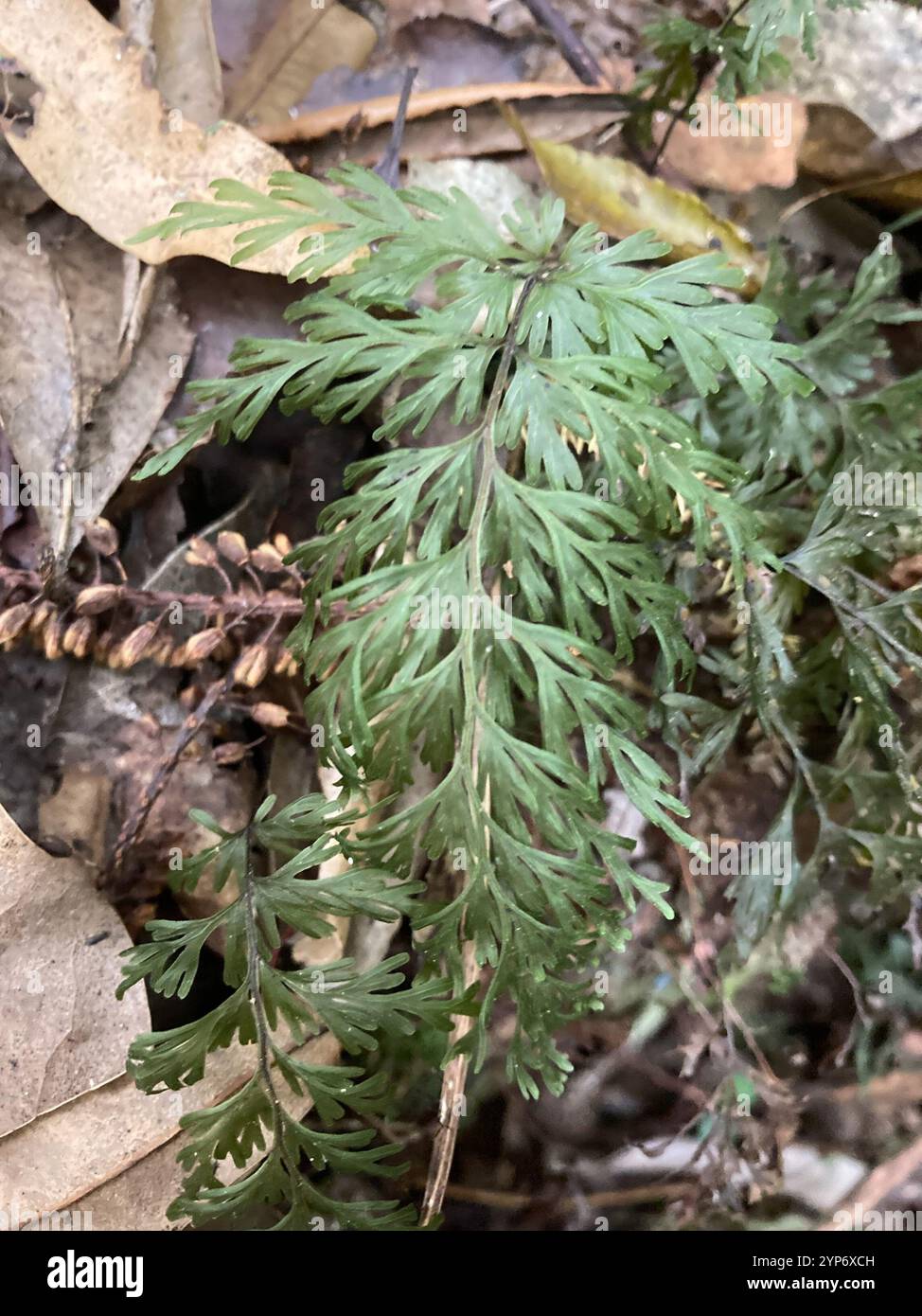 drooping filmy fern (Hymenophyllum demissum Stock Photo - Alamy